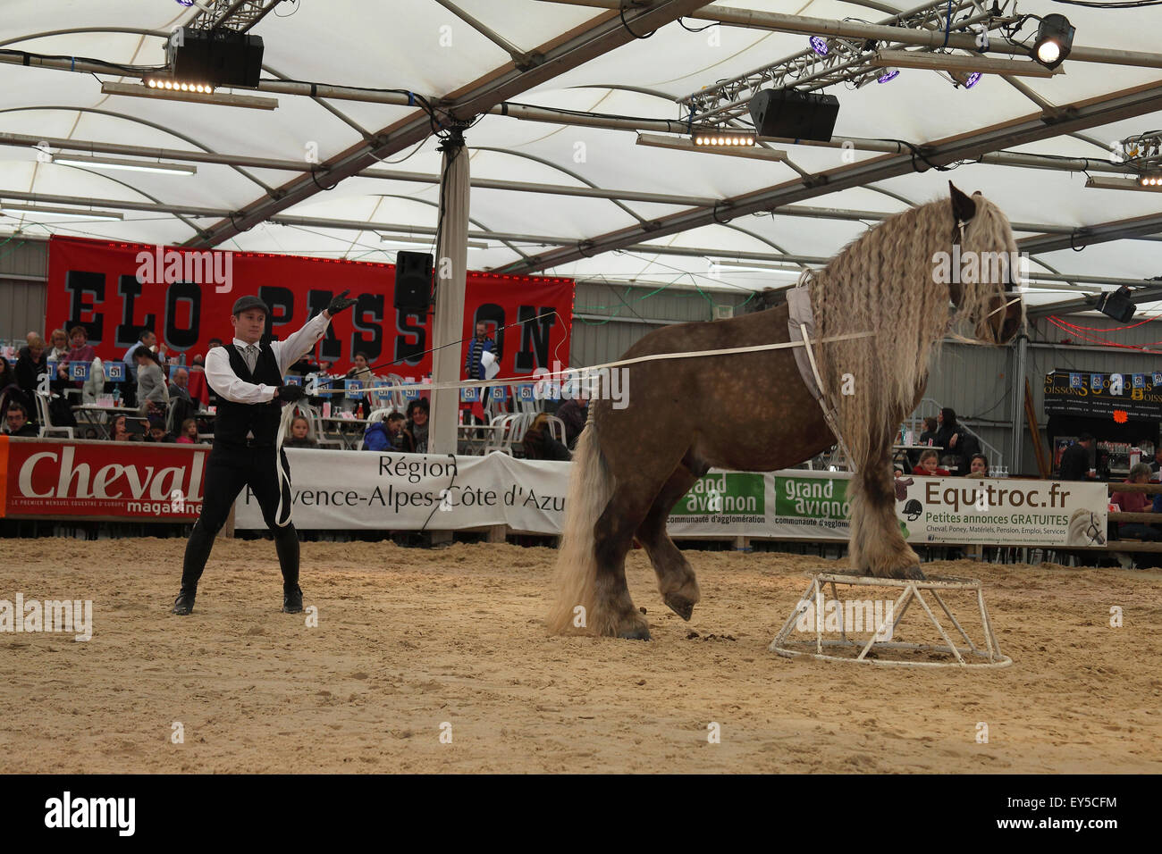Percheron france -Fotos und -Bildmaterial in hoher Auflösung – Alamy