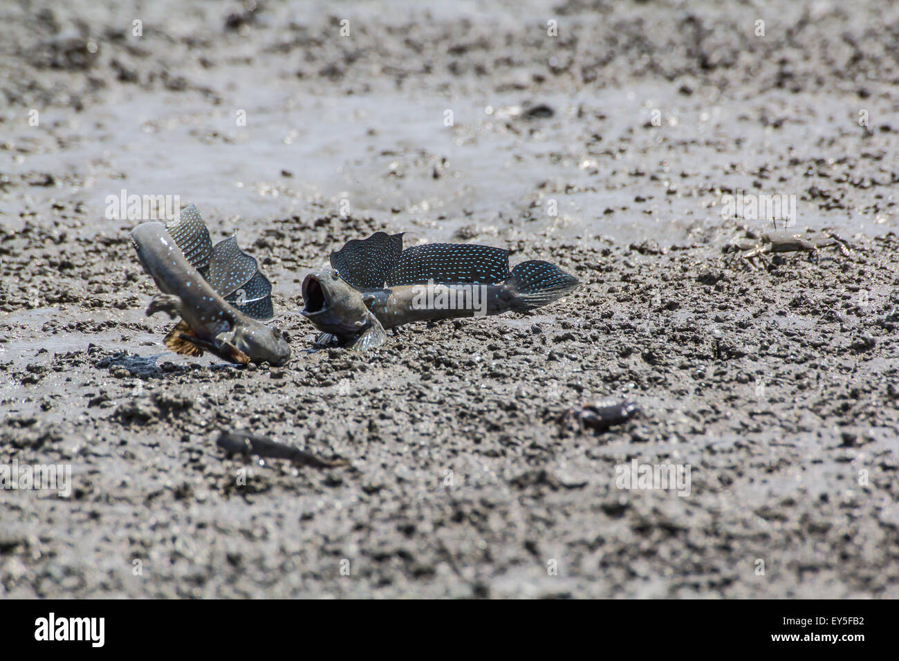 Kampf Mutsugoro Grundel auf Vase - Insel Kyushu, Japan Stockfotografie ...