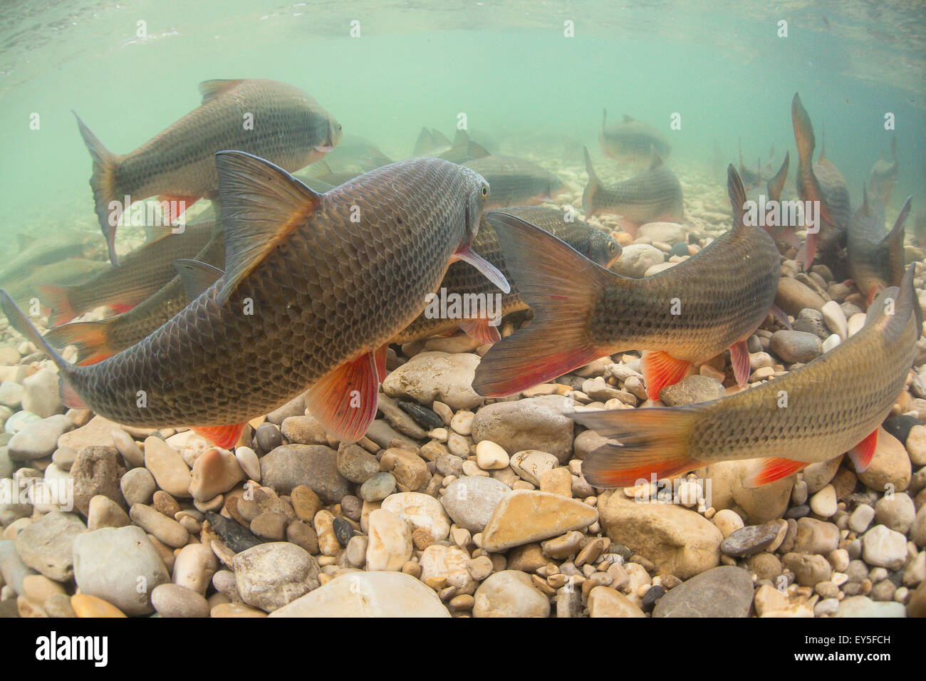 Fish spawning nasus -Fotos und -Bildmaterial in hoher Auflösung – Alamy