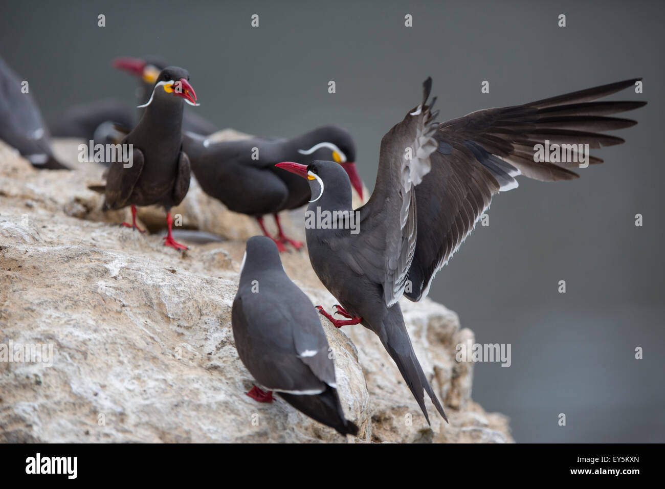 Inka-Seeschwalben auf Felsen - Pescadores Guano Insel Peru ...