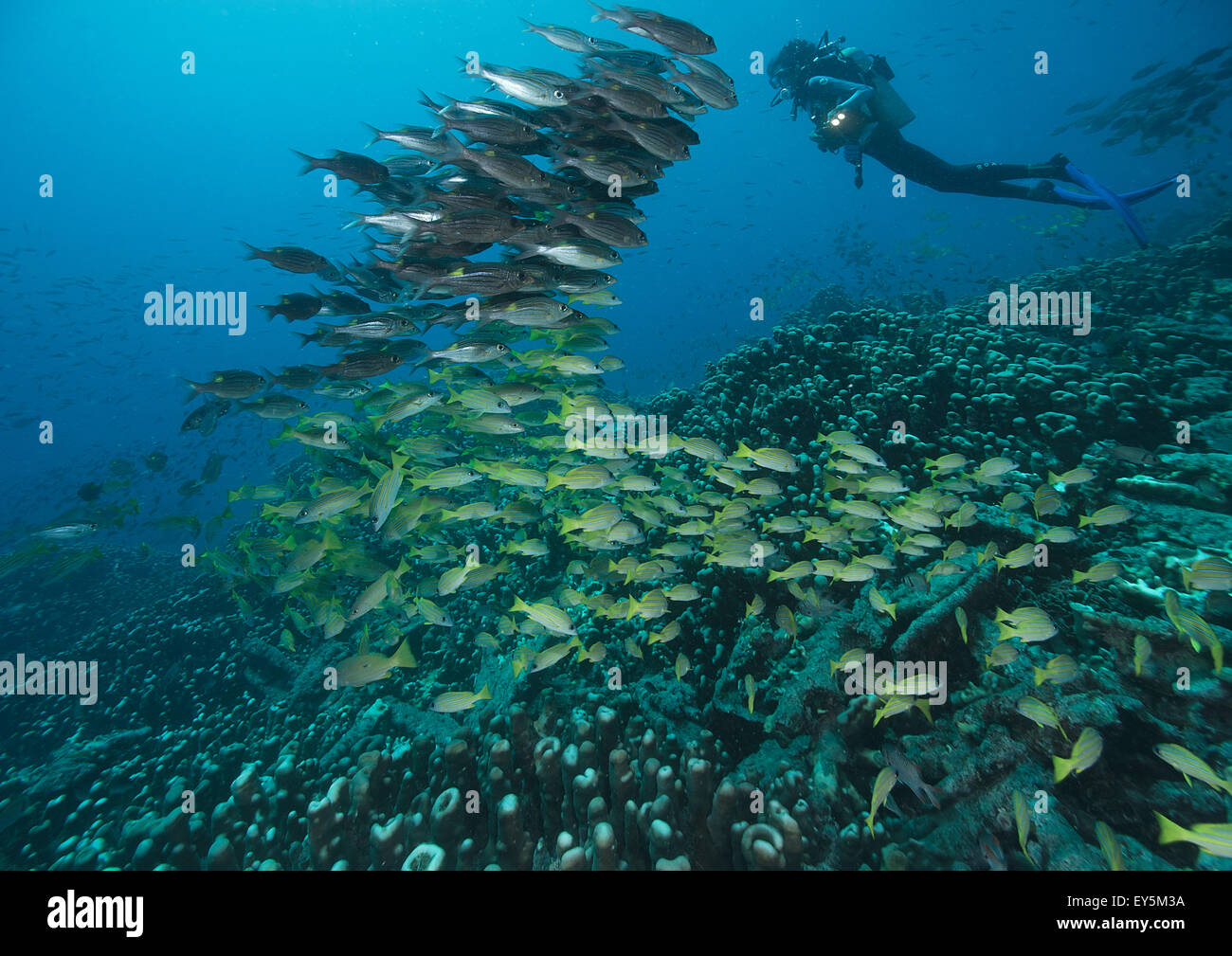 Fidschi inseln -Fotos und -Bildmaterial in hoher Auflösung – Alamy