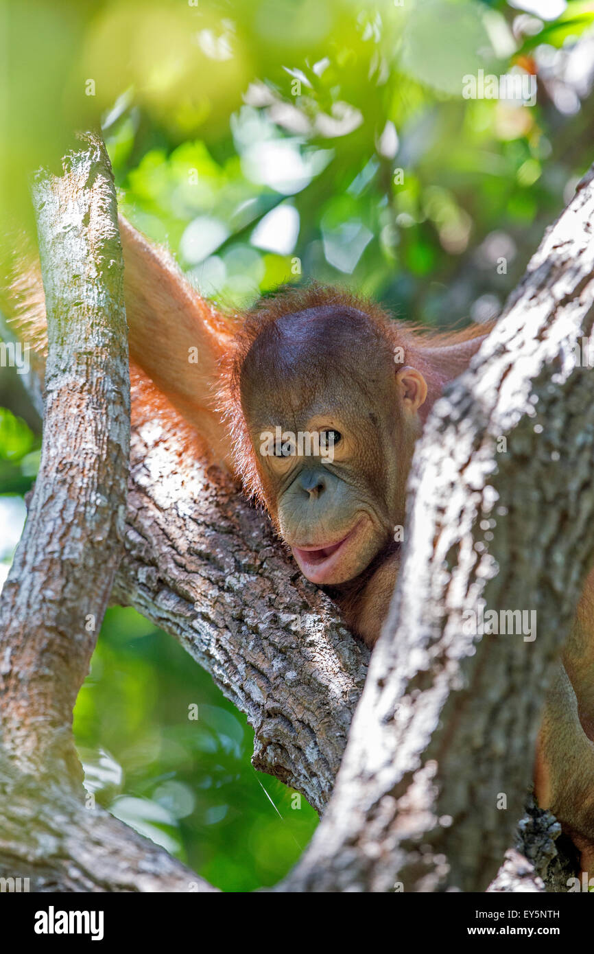 Orang Utan Nest Stockfotos Und Bilder Kaufen Alamy