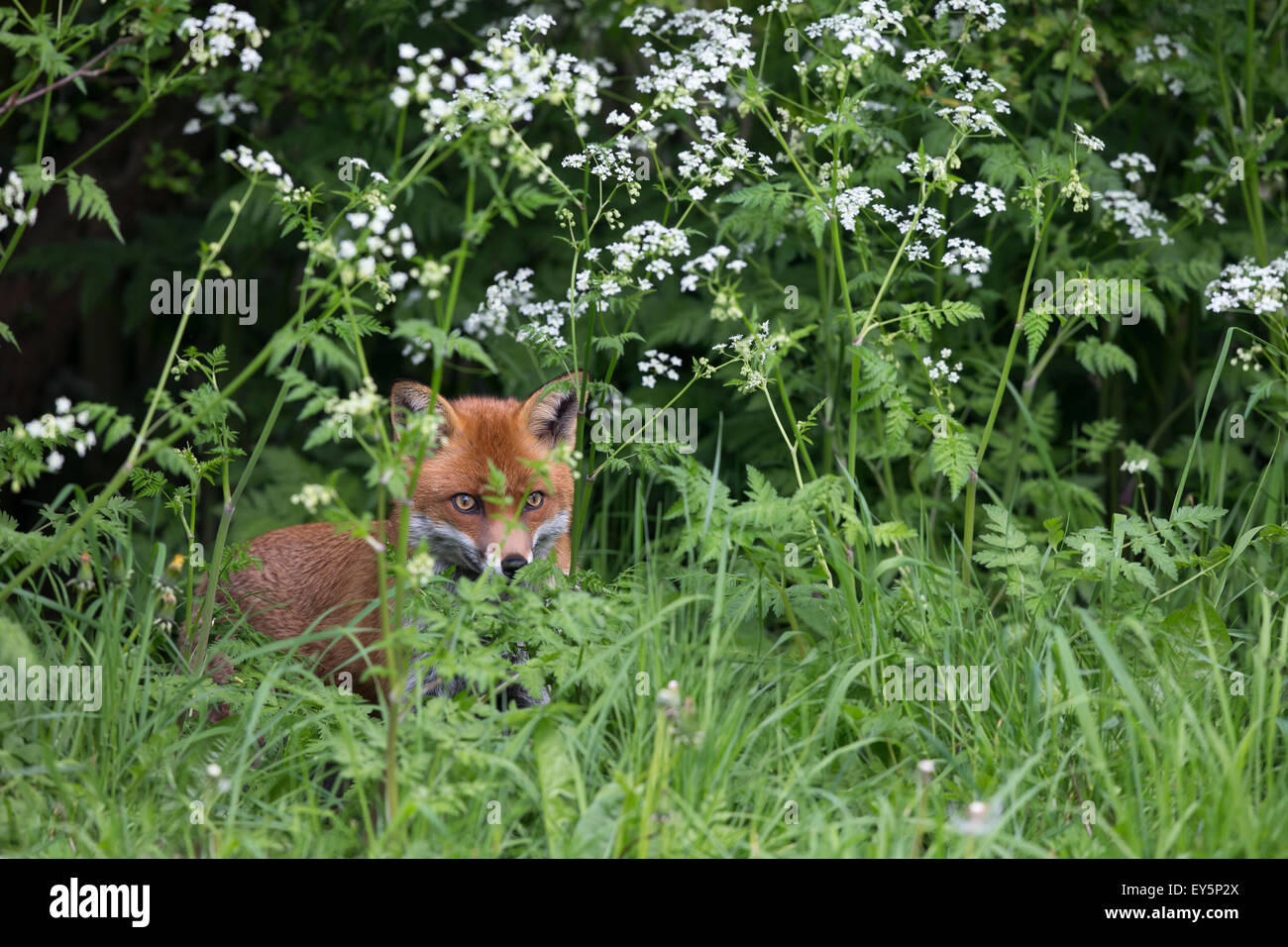 Roter fuchs auf der wiese -Fotos und -Bildmaterial in hoher Auflösung ...