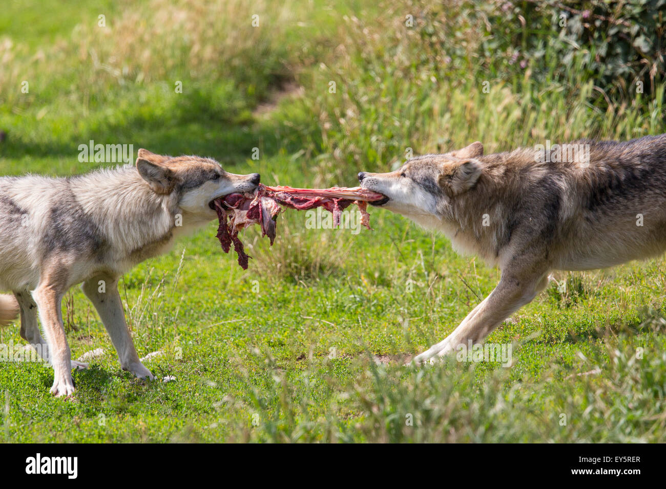 Eurasischen Tundra Wölfe essen-Wolf Park von Gevaudan Frankreich ...
