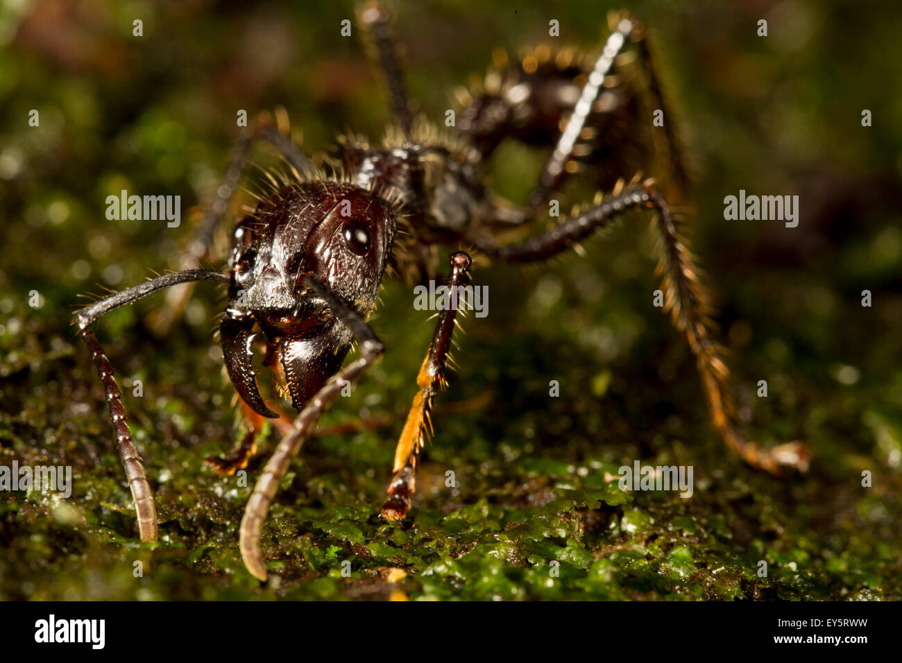 Gewehrkugel Ameise Stockfotos und -bilder Kaufen - Alamy