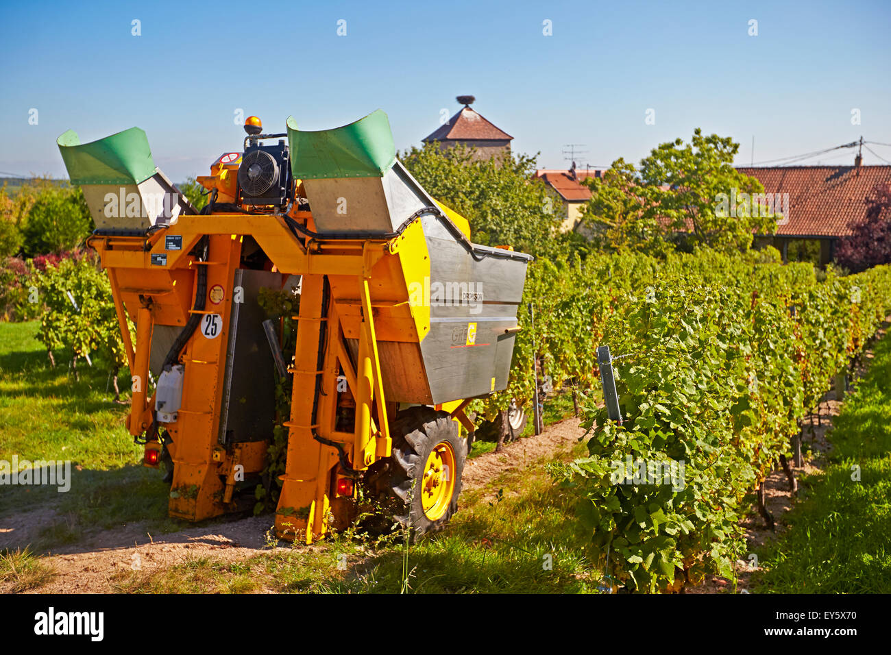 Grape harvesting machine -Fotos und -Bildmaterial in hoher Auflösung – Alamy