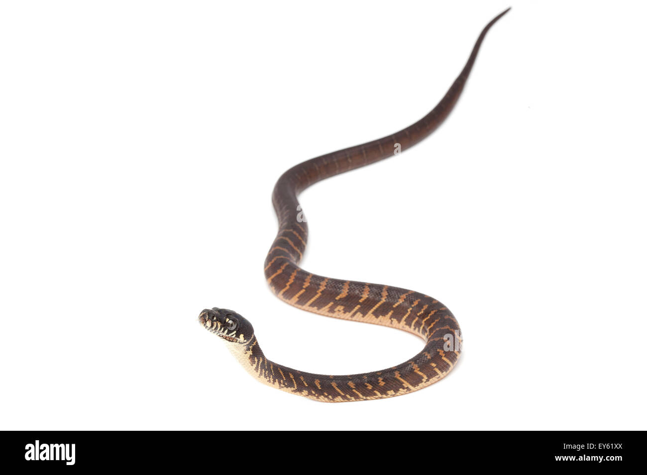 Boelens python morelia boeleni -Fotos und -Bildmaterial in hoher ...