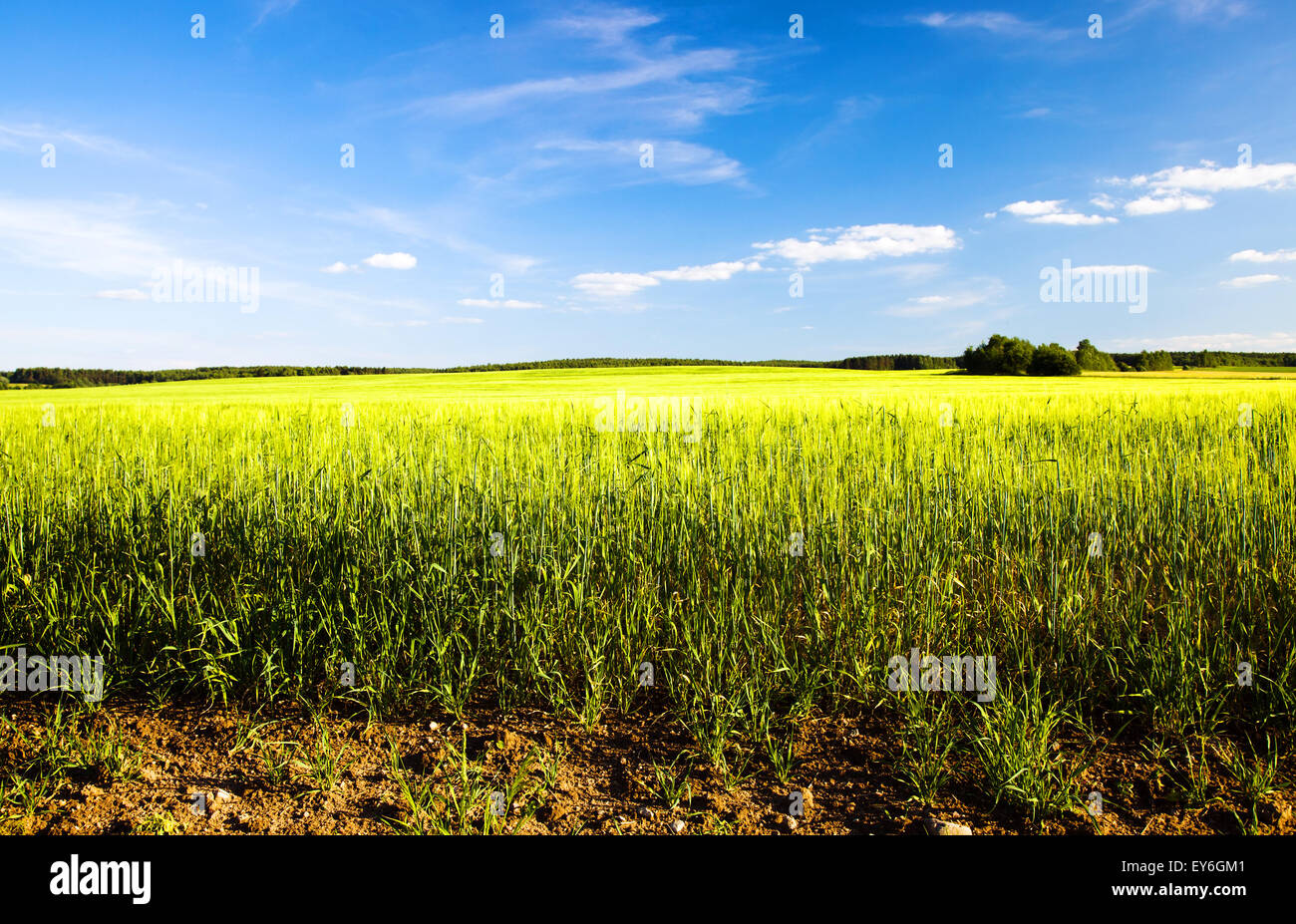 Weizenkorn leben -Fotos und -Bildmaterial in hoher Auflösung – Alamy