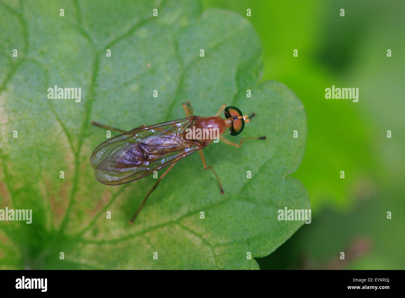 Soldat fliege -Fotos und -Bildmaterial in hoher Auflösung – Alamy