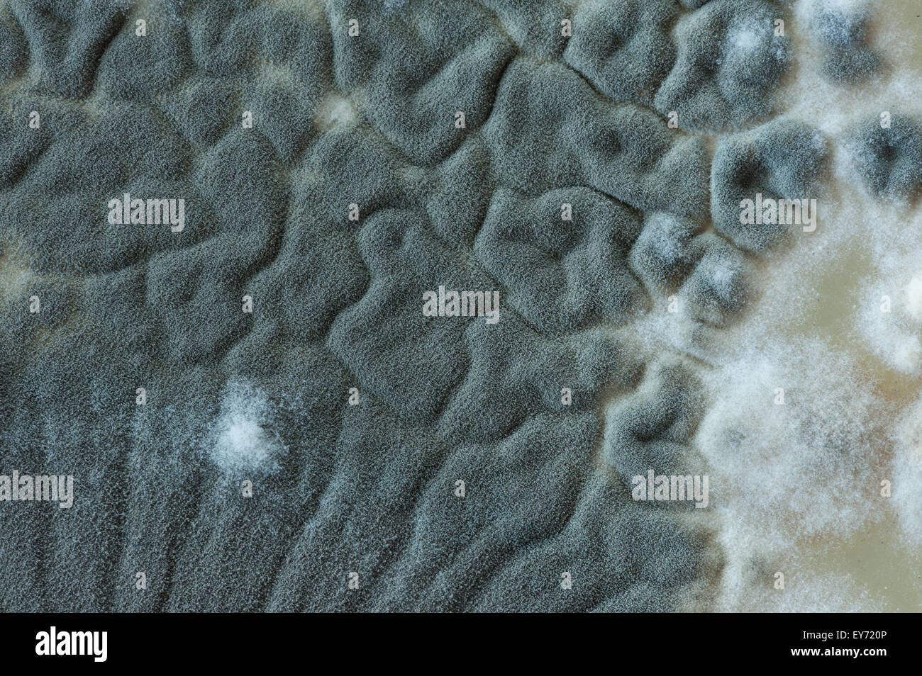 Penicillium digitatum -Fotos und -Bildmaterial in hoher Auflösung – Alamy