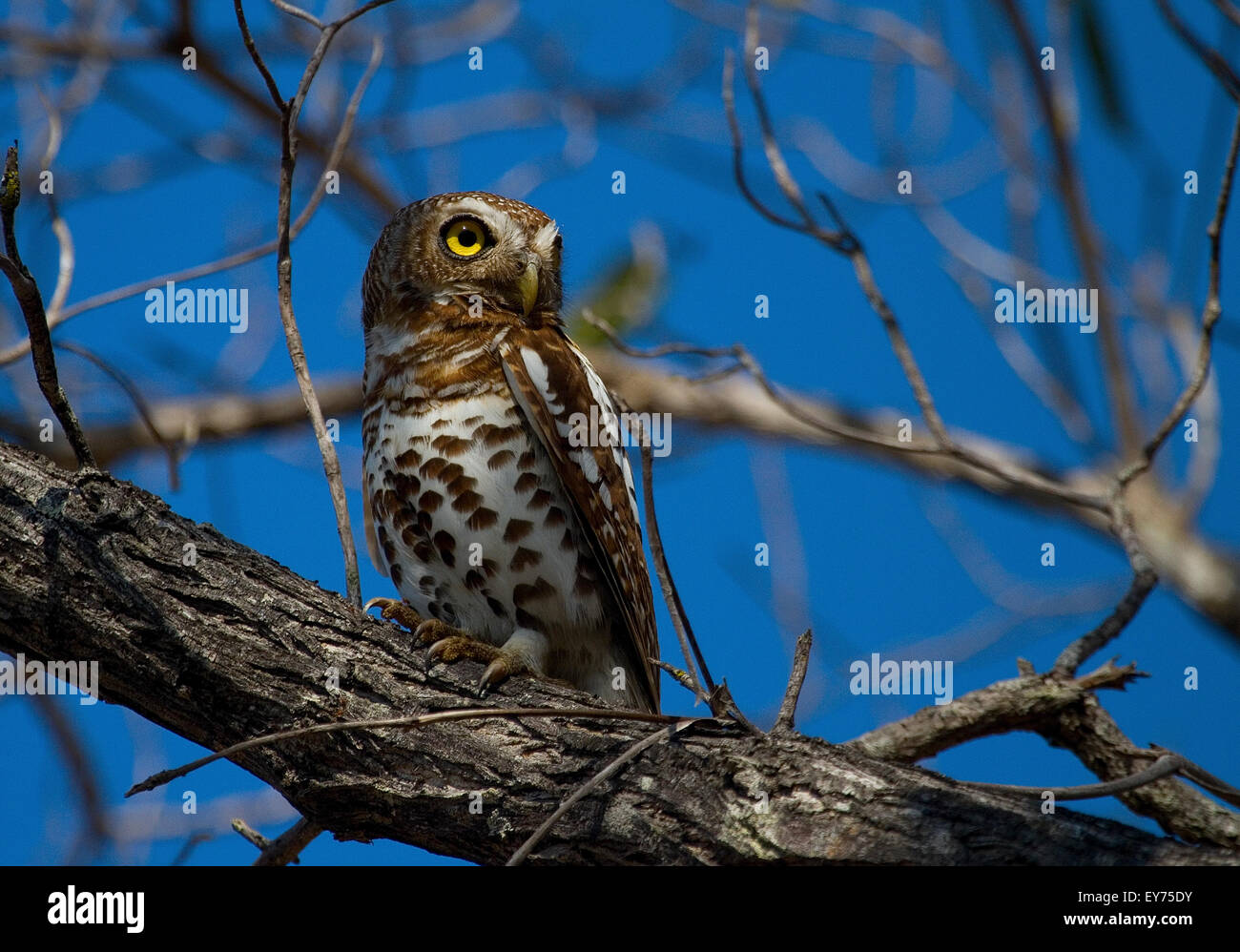 Afrikaner vergitterte owlet glaucidium capense safari -Fotos und ...