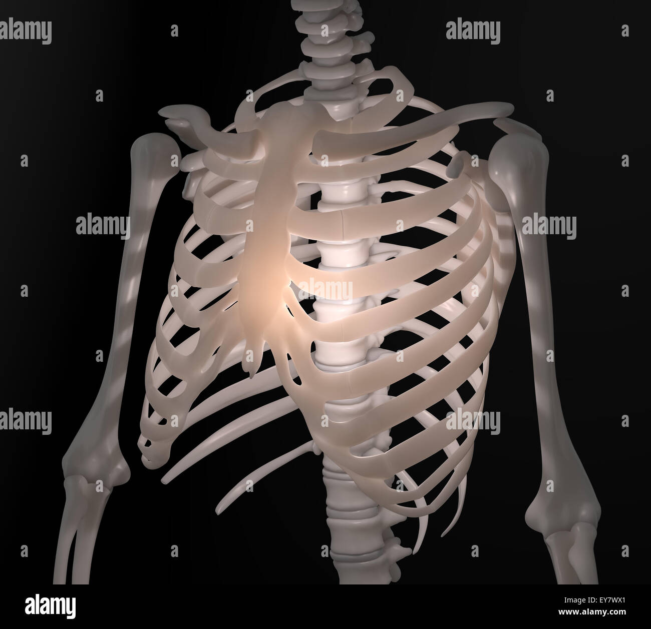 Menschliches Skelett - Brust Anatomie Abbildung Stockfotografie - Alamy