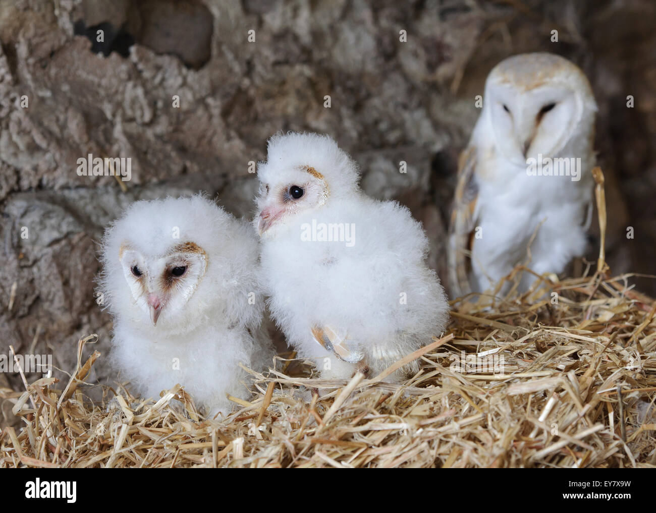Barn owl chicks -Fotos und -Bildmaterial in hoher Auflösung – Alamy