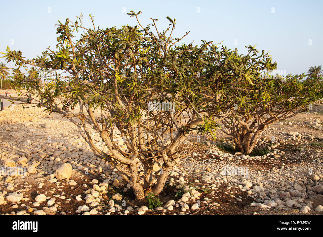 Weihrauchbaum salalah -Fotos und -Bildmaterial in hoher Auflösung ...