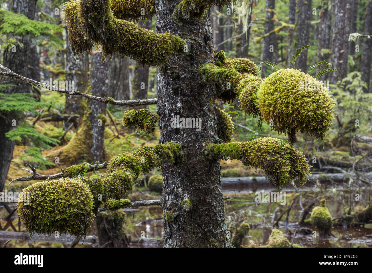Haida sind -Fotos und -Bildmaterial in hoher Auflösung – Alamy