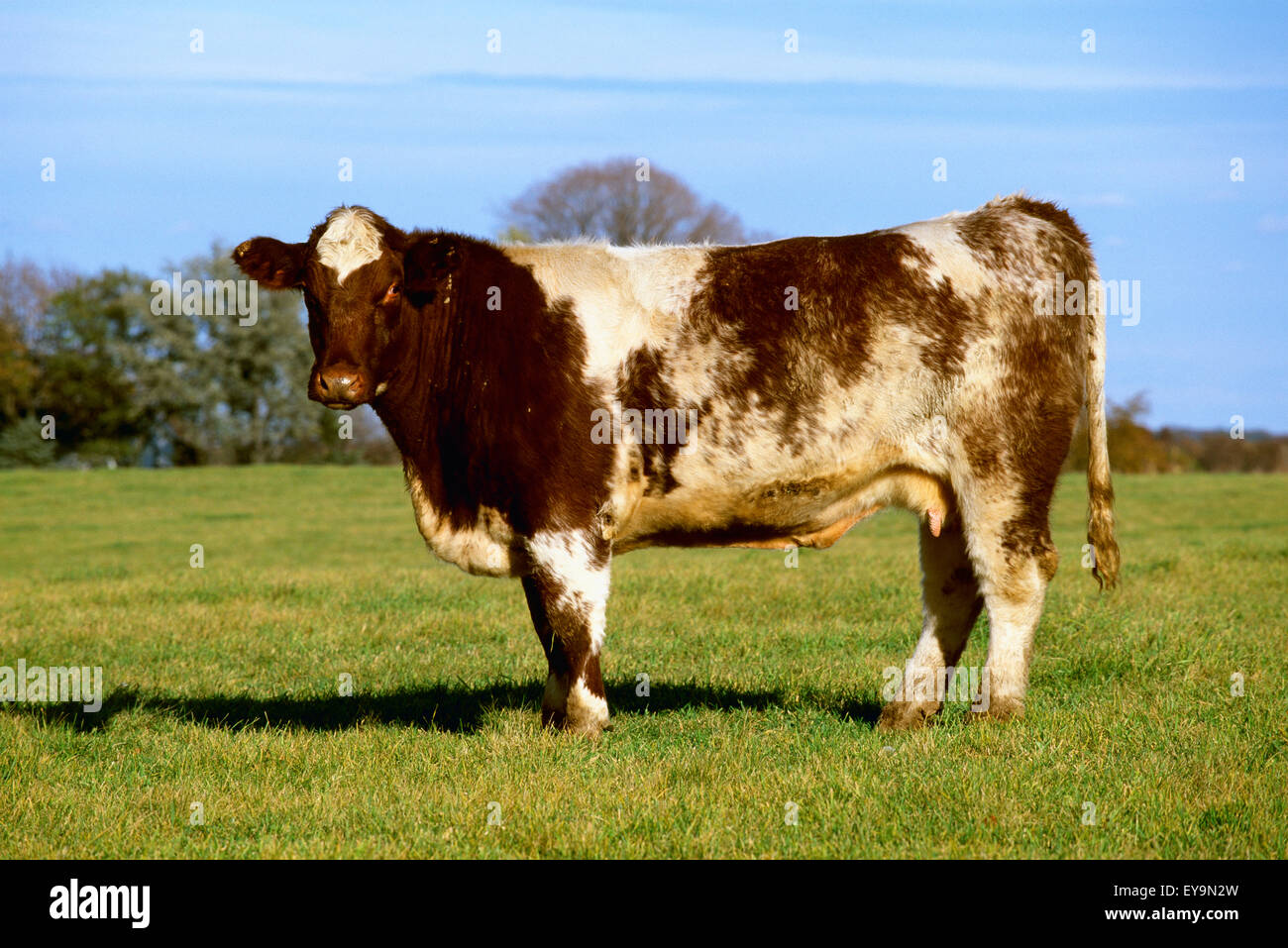 Vieh - Sideview ein Shorthorn Rind Kuh auf einer grünen Weide ...