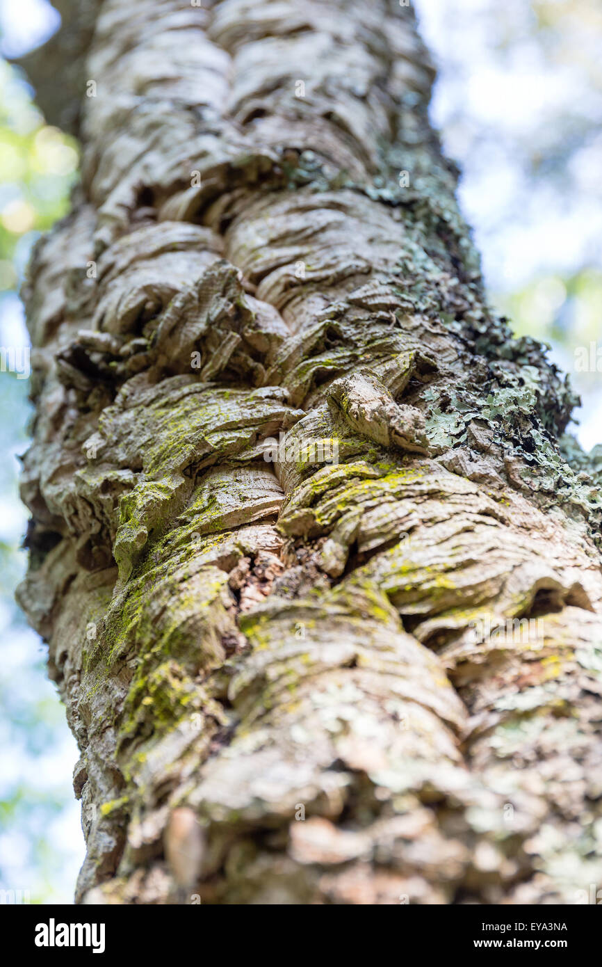Eichen Rinde Stockfotos und -bilder Kaufen - Alamy