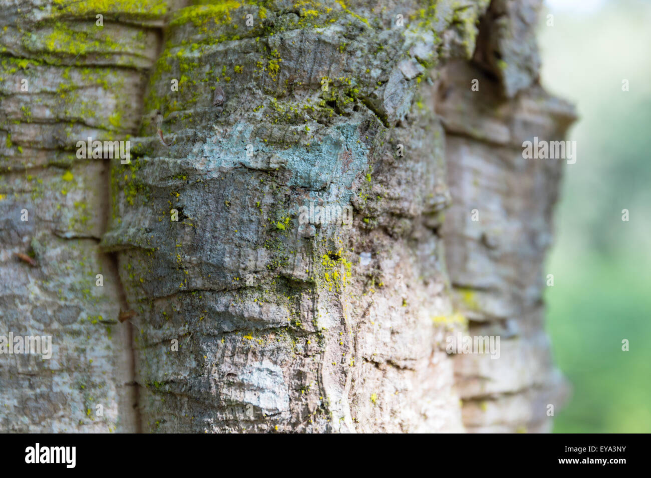 Eichen rinde -Fotos und -Bildmaterial in hoher Auflösung – Alamy