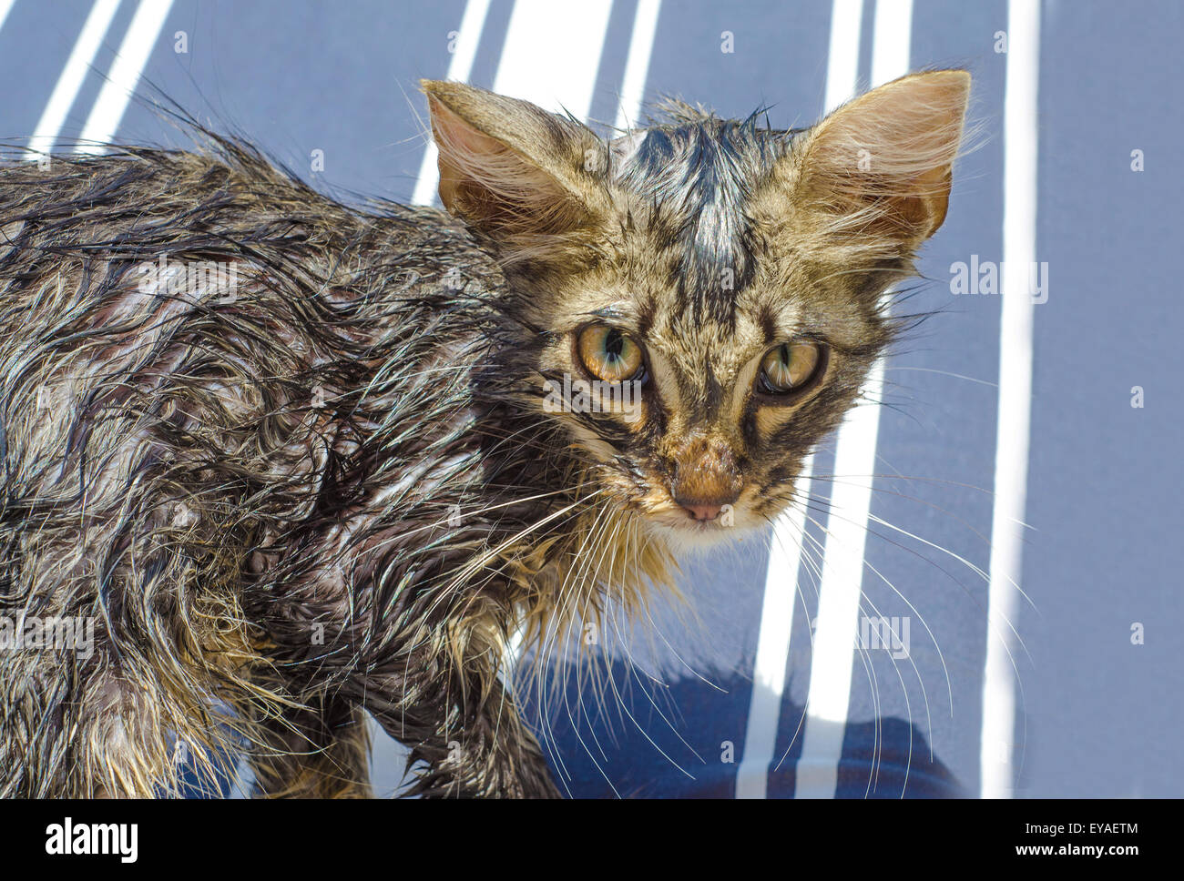 Porträt eines Babys nass Tabby Katze nach einem Bad im blauen und ...