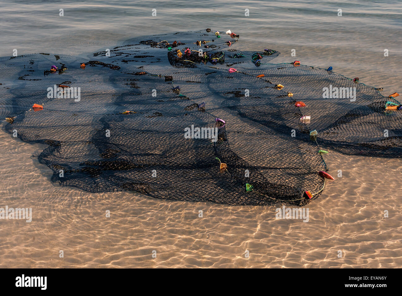 Korallen fischernetz -Fotos und -Bildmaterial in hoher Auflösung – Alamy