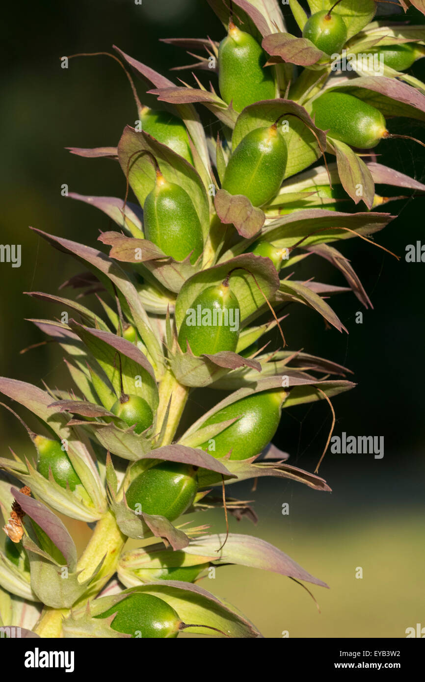 Akanthus hautnah -Fotos und -Bildmaterial in hoher Auflösung – Alamy