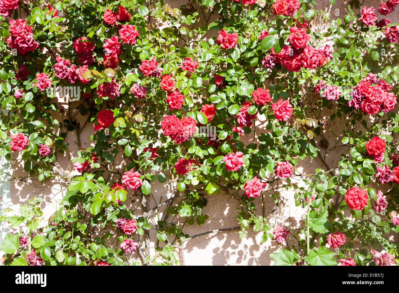 Rote Rosen wachsen auf Rosa Hütte Shottisham, Suffolk, England, UK ...