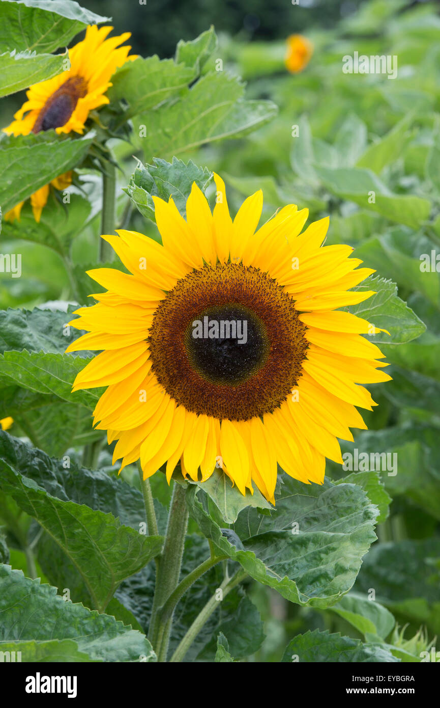 Sonnenblumen sunflower -Fotos und -Bildmaterial in hoher Auflösung – Alamy