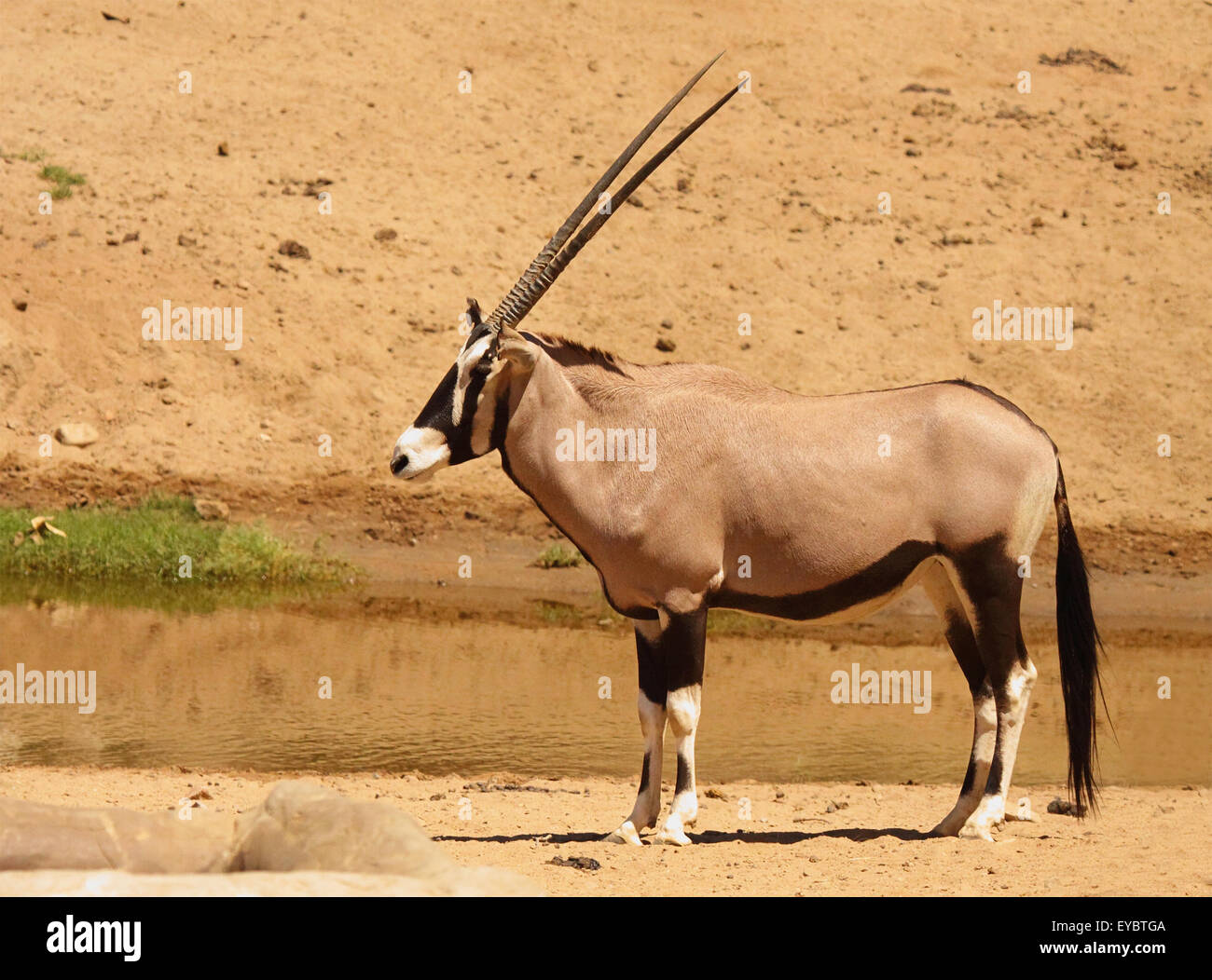 Der scimitar oryx -Fotos und -Bildmaterial in hoher Auflösung – Alamy
