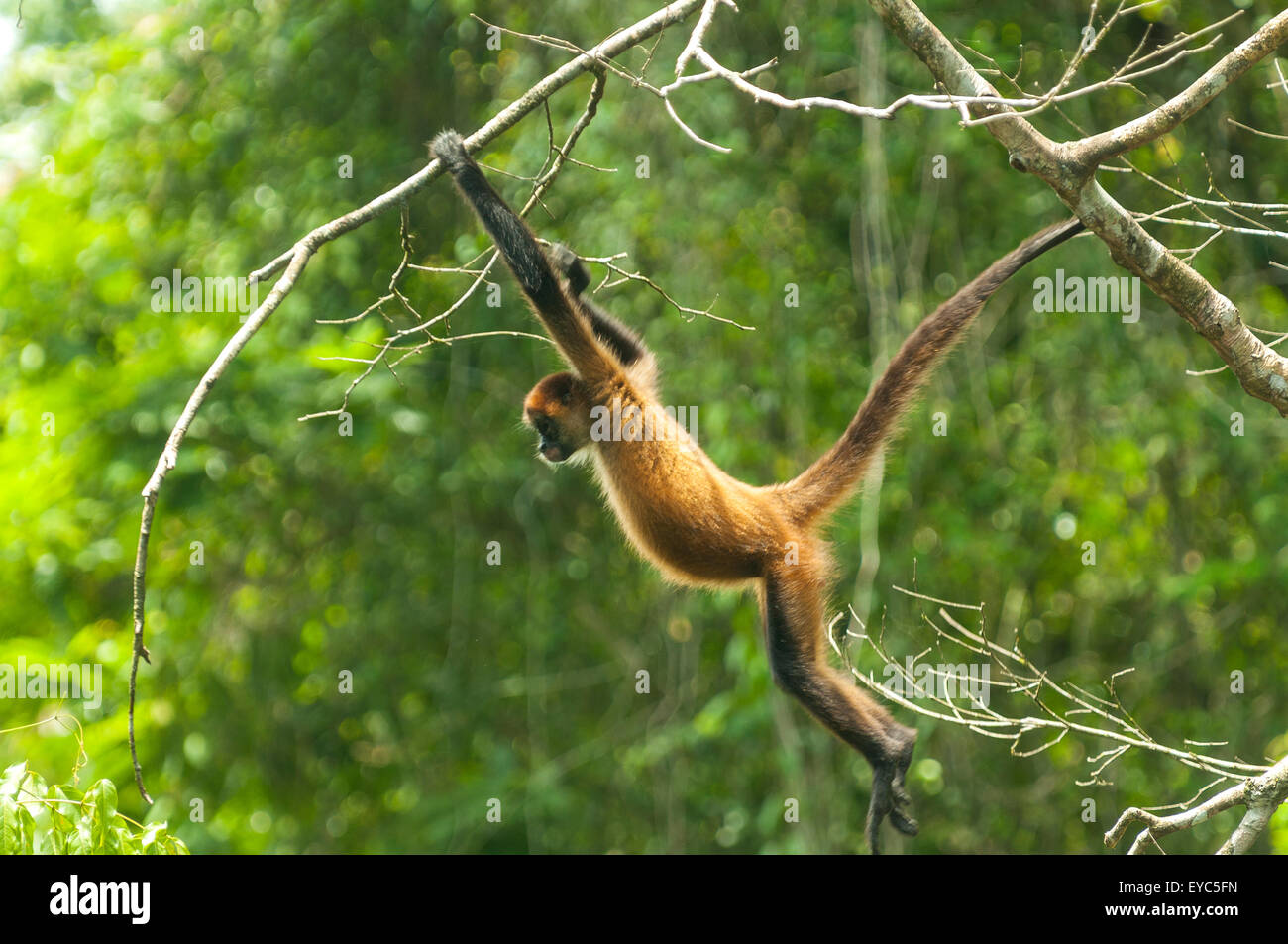 Tortuguero affe -Fotos und -Bildmaterial in hoher Auflösung – Alamy