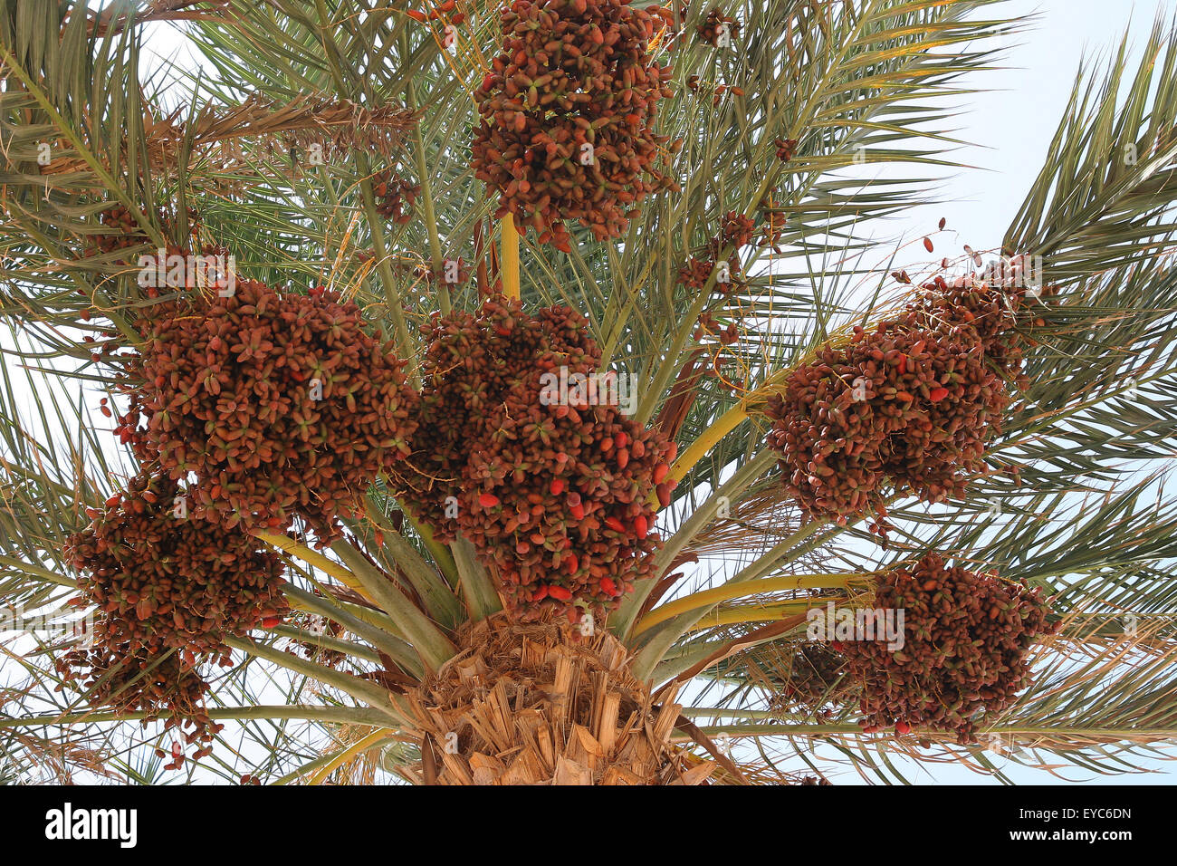 Phoenix dactylifera morocco -Fotos und -Bildmaterial in hoher Auflösung – Alamy