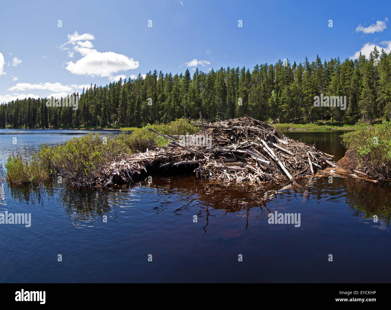 Haus des bibers -Fotos und -Bildmaterial in hoher Auflösung – Alamy