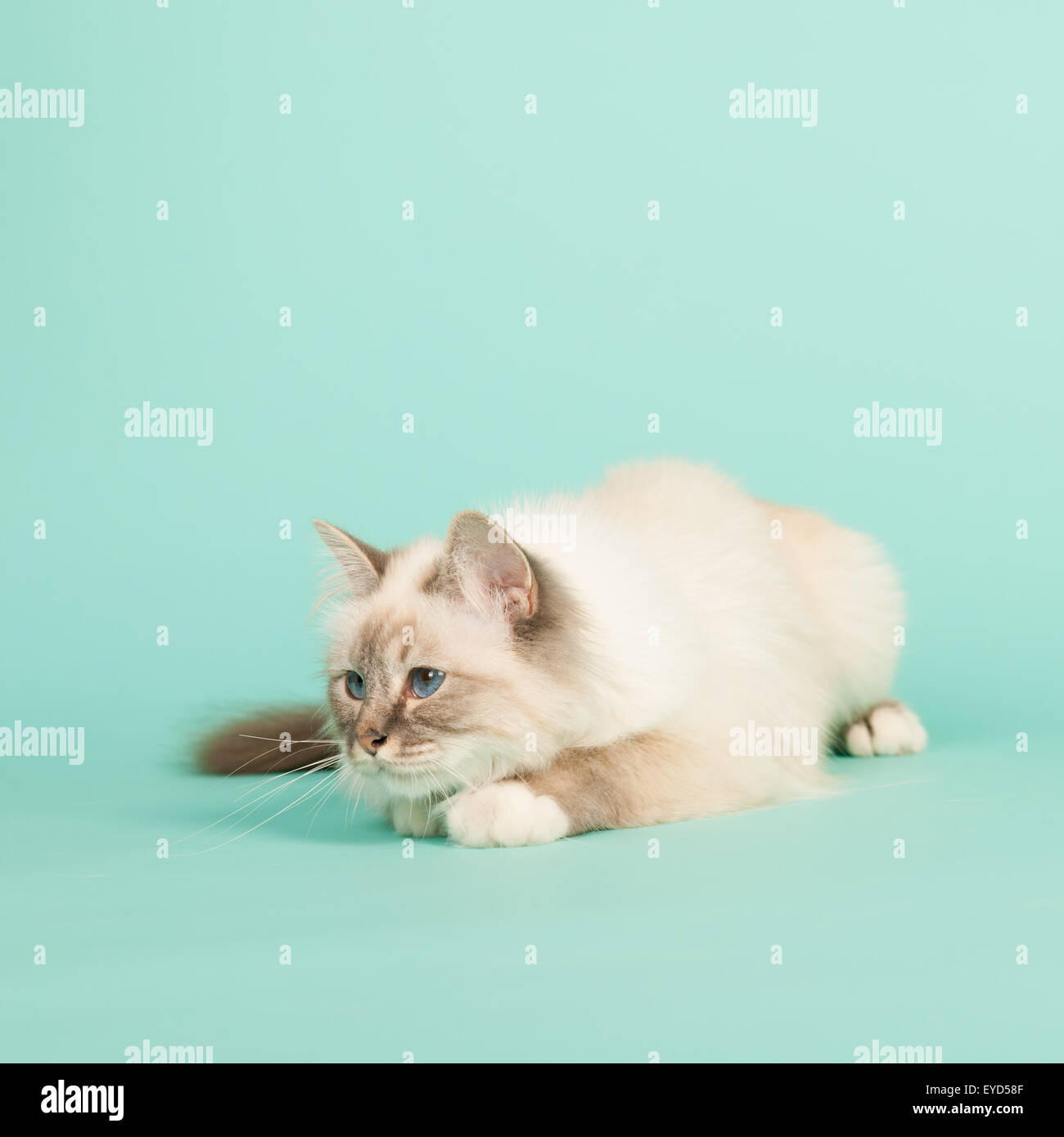 Heilige birma katze -Fotos und -Bildmaterial in hoher Auflösung – Alamy
