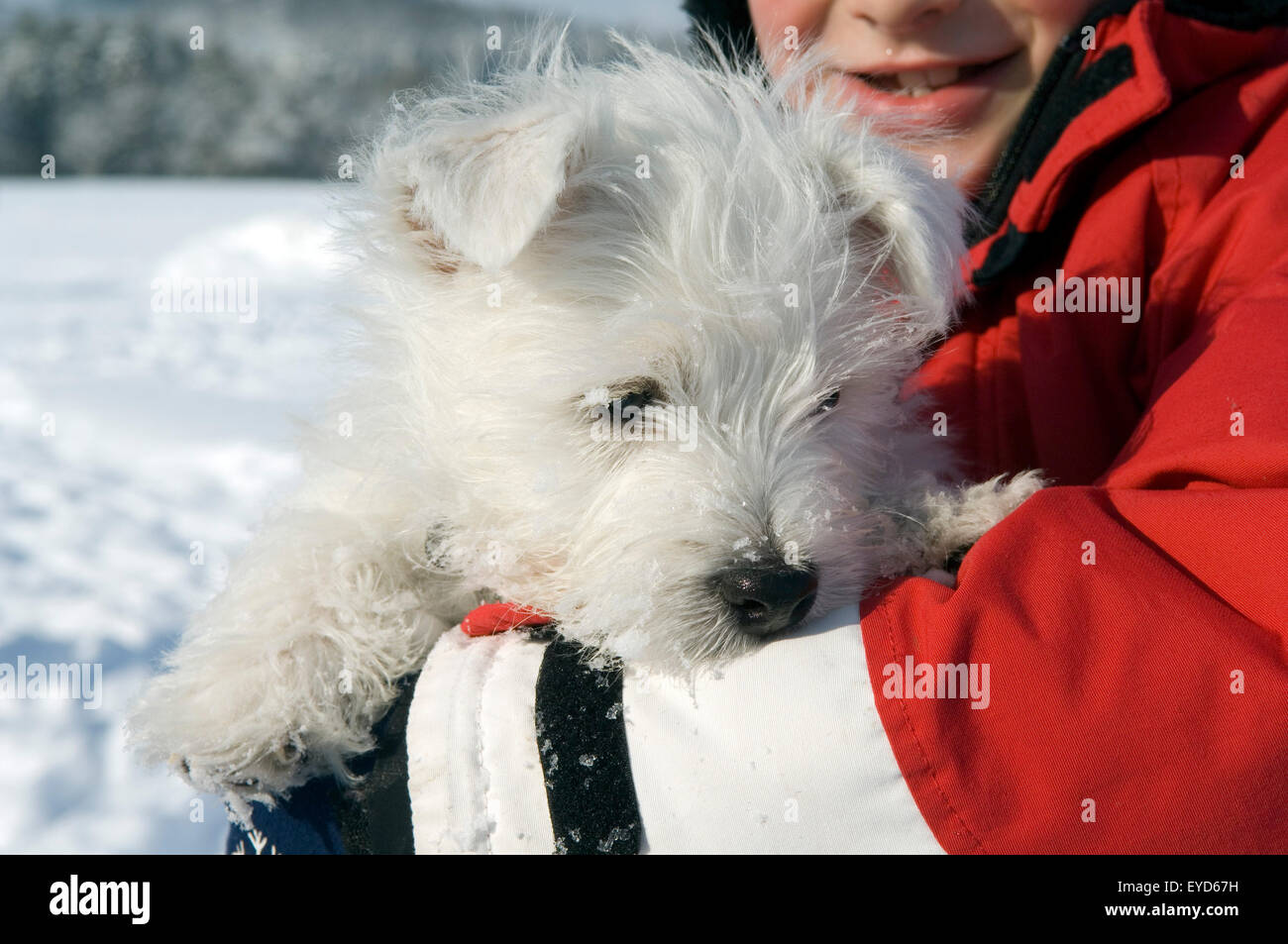 Westi rasse -Fotos und -Bildmaterial in hoher Auflösung – Alamy