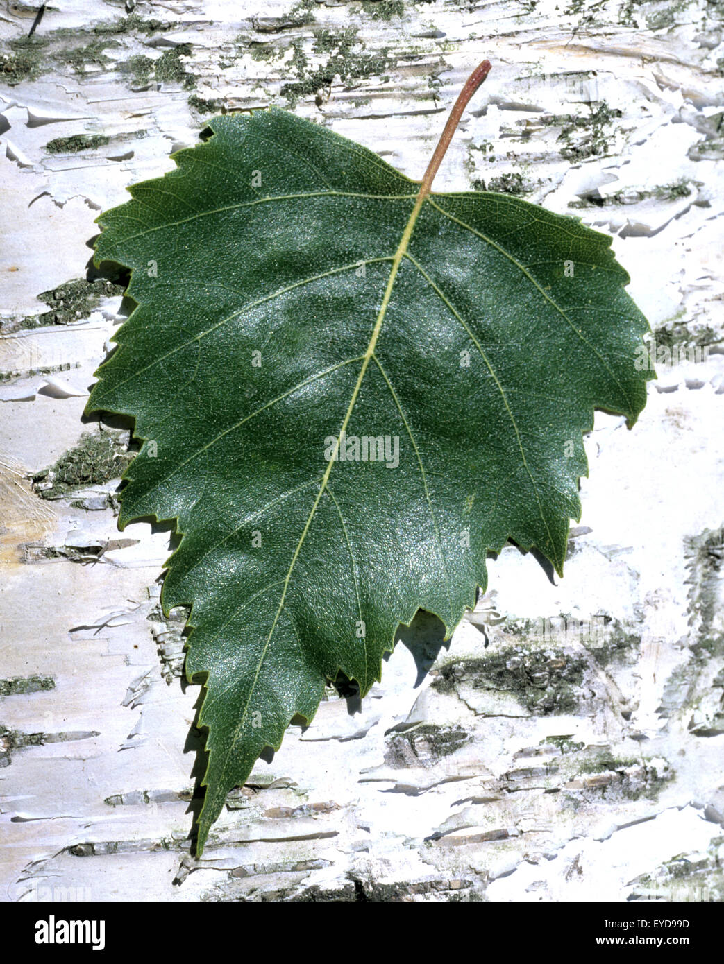 Birkenblaetter, Birkenbaum, Birke, Betula Stockfotografie - Alamy