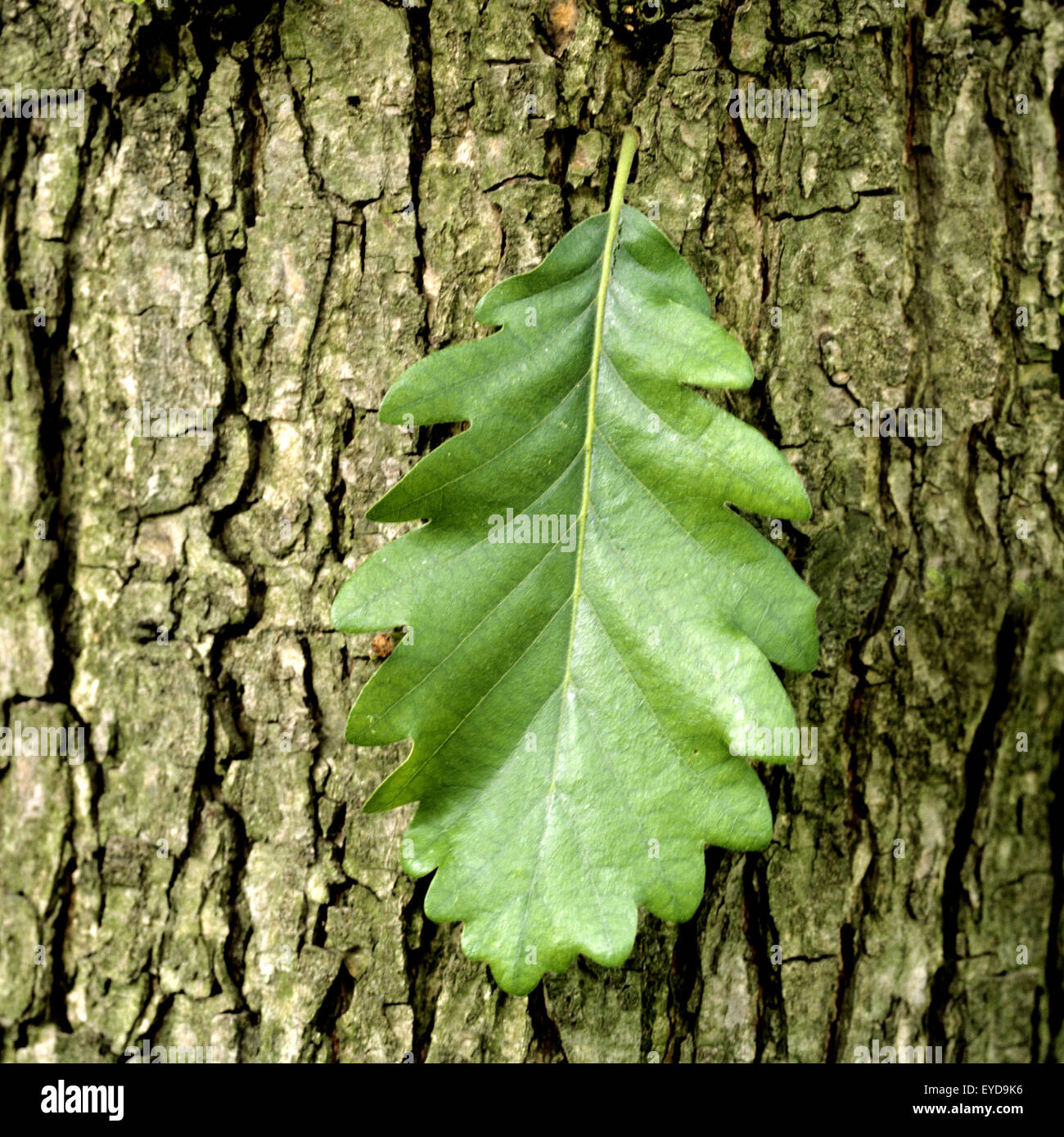 Eichenblatt, Eiche, Deutsche, Eichenbaum, Heilpflanzen Stockfotografie ...