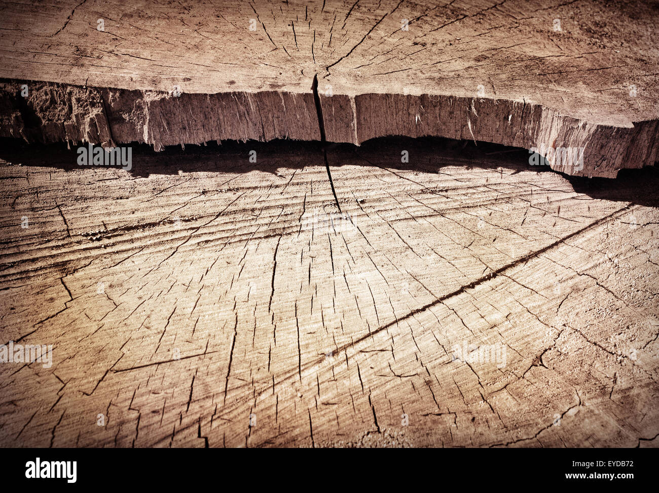 Braun geknackt Querschnitt der Baum Stamm und stumpf Textur ...