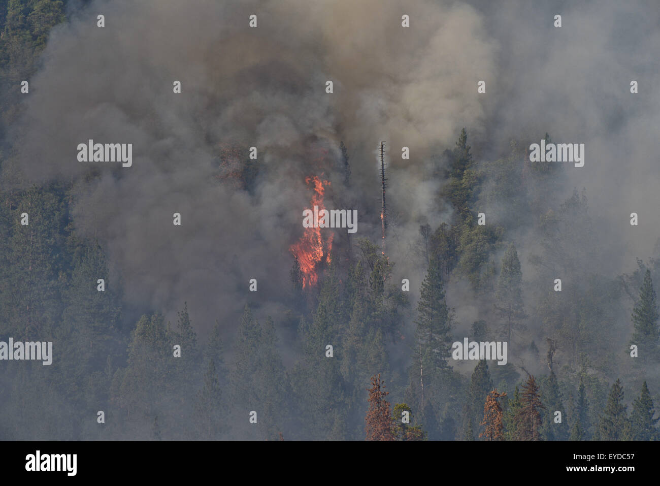 26. Juli 2015 - Oakhurst/North Fork, CA, USA - eine Gruppe von Bäumen ...