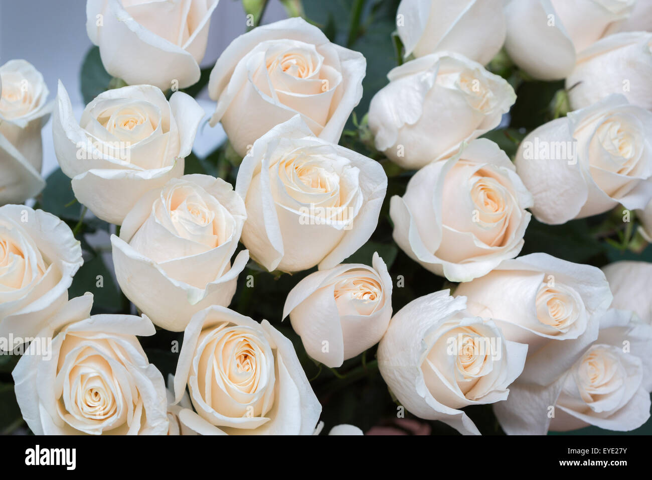 weiße Rosen als Blumen Hintergrund Stockfotografie - Alamy