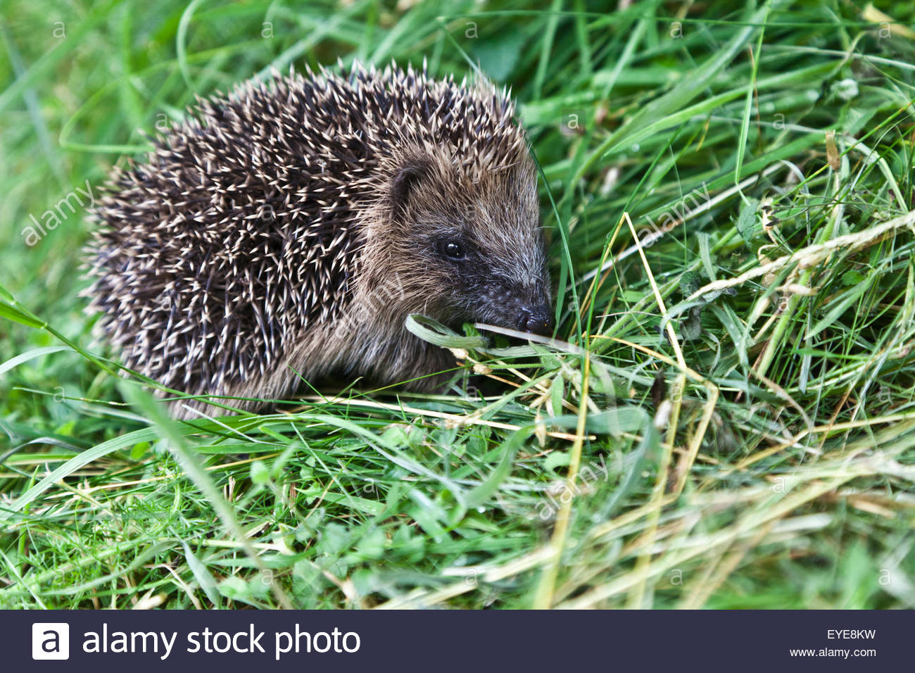 Igel Nest Stockfotos und -bilder Kaufen - Alamy