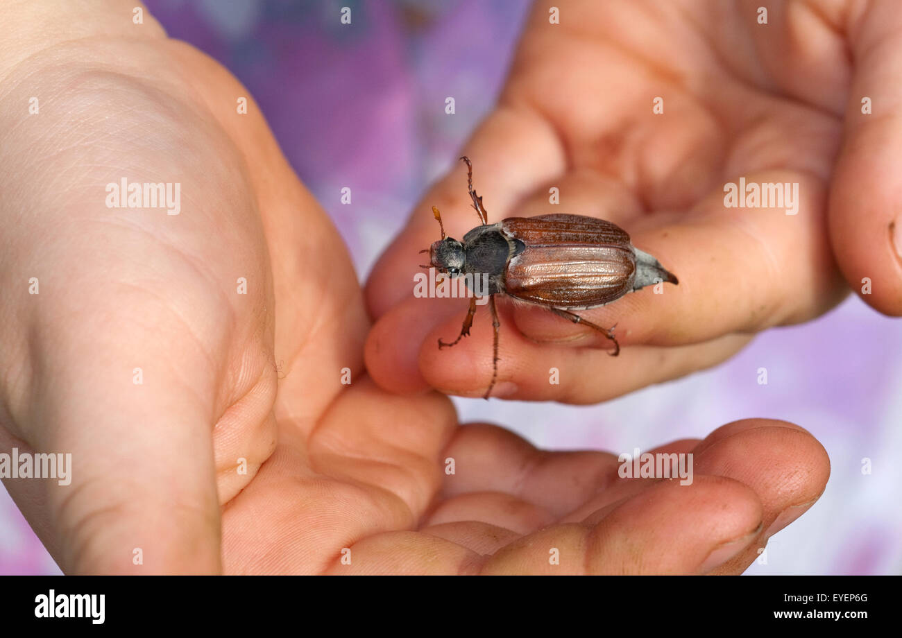 Maikaefer; Melolontha; Maennlich; Hand Stockfotografie - Alamy
