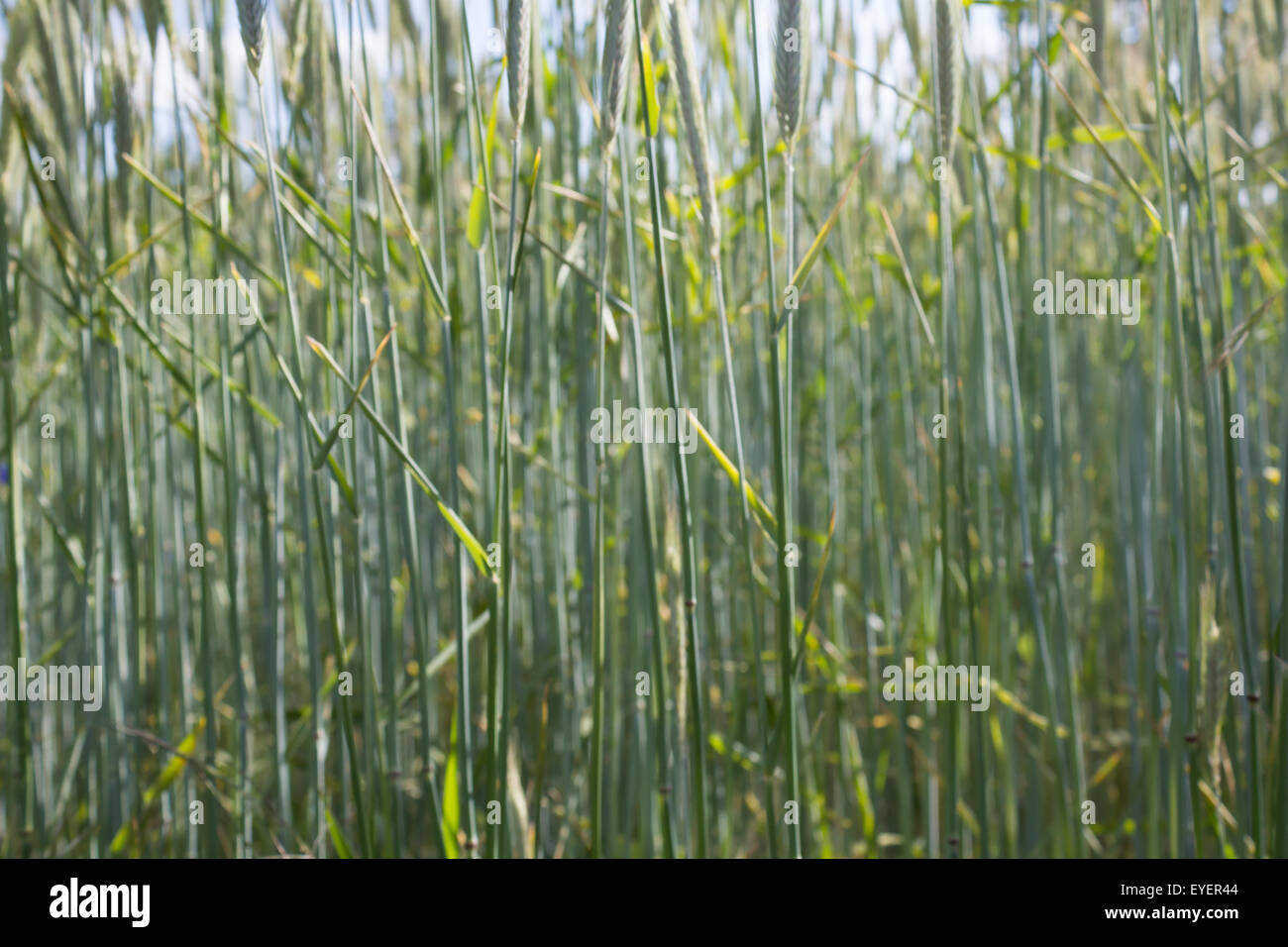 Weizen mais getreide -Fotos und -Bildmaterial in hoher Auflösung – Alamy