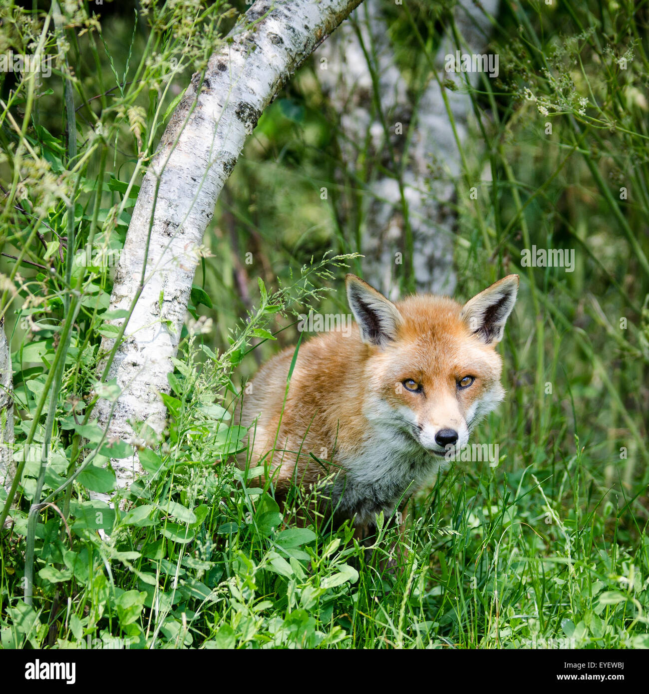 Europäischen Fuchs (Vulpes Vulpes) sitzen im Feld, UK Stockfotografie ...