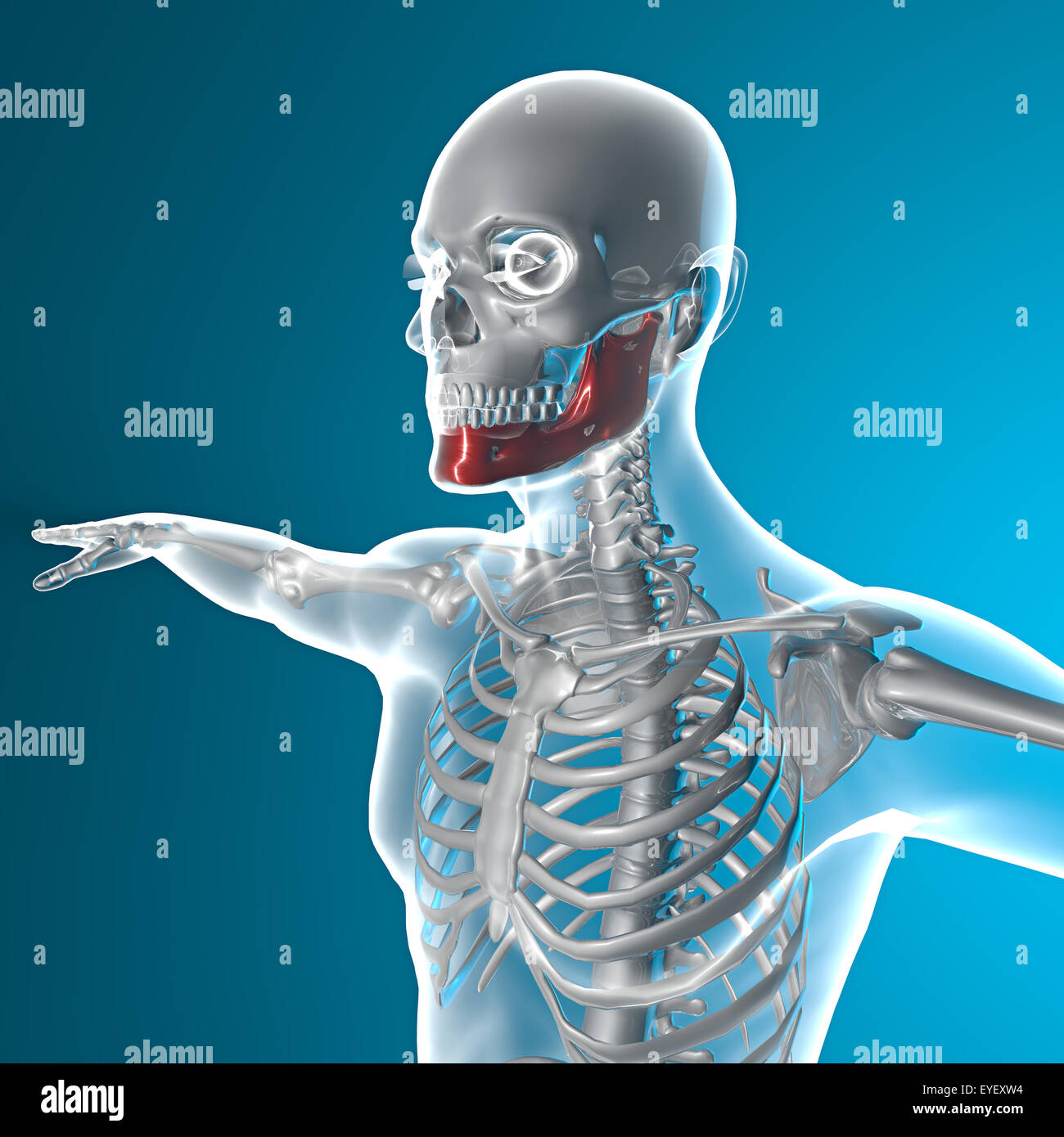 Kieferknochen 3d -Fotos und -Bildmaterial in hoher Auflösung – Alamy