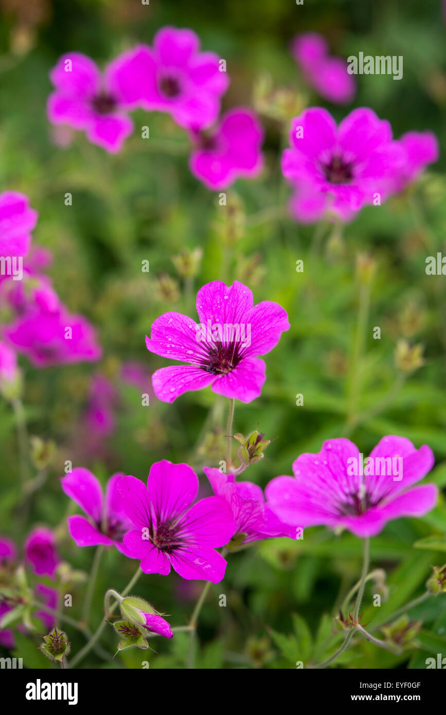 Vivid Magenta Blüten ein Geranium 'Patricia'. Eine bunte Sommer ...