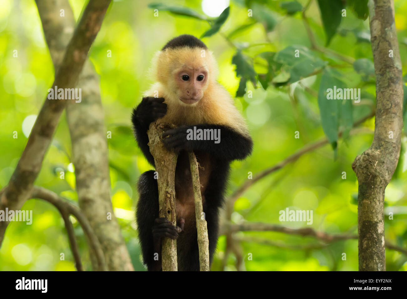 Ein Baby weiß konfrontiert Kapuziner Affen Klettern Stockfotografie - Alamy