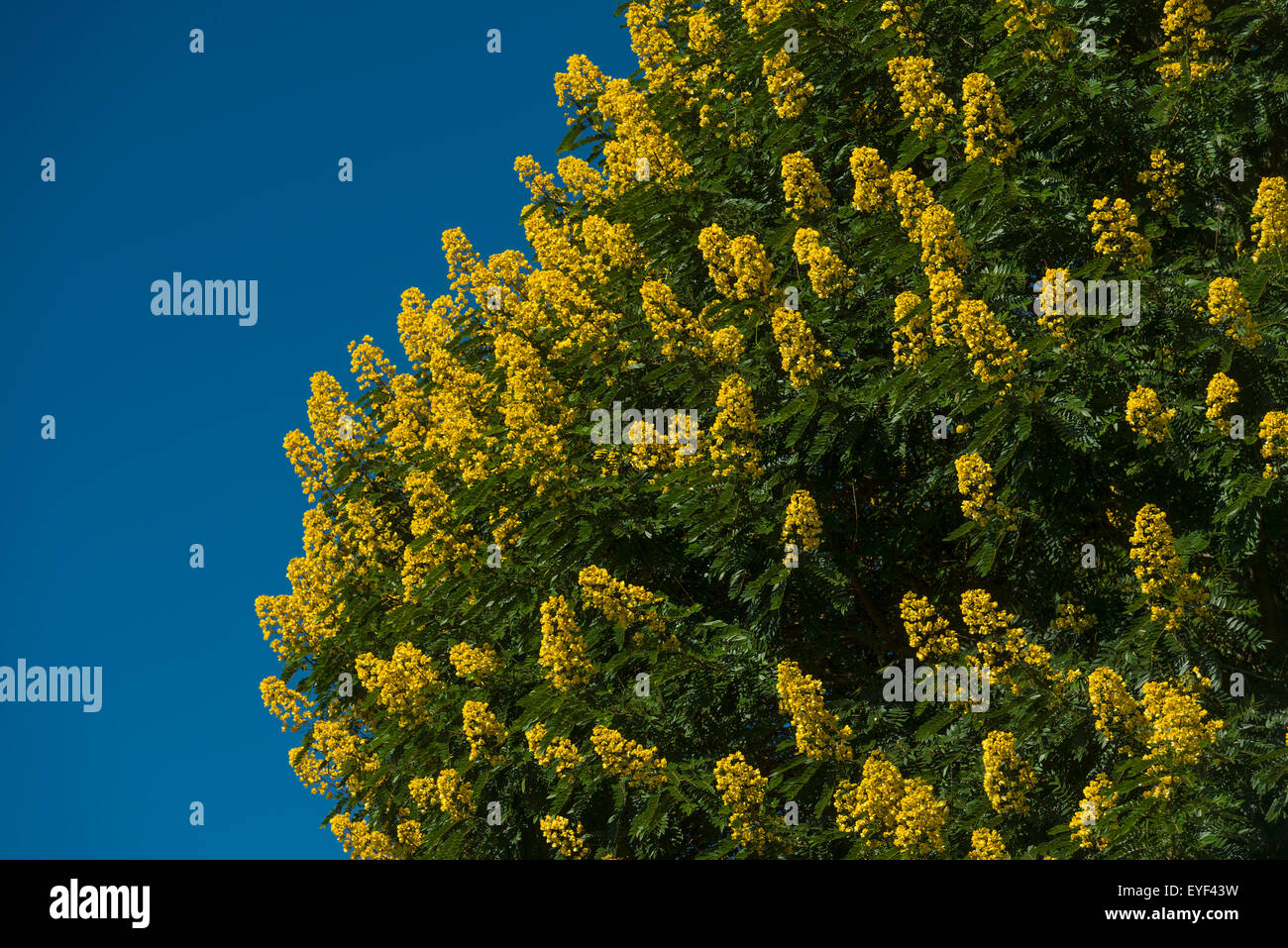 Detail der Winter Cassia-Baum mit gelben Blüten bedeckt Satemwa Tea ...