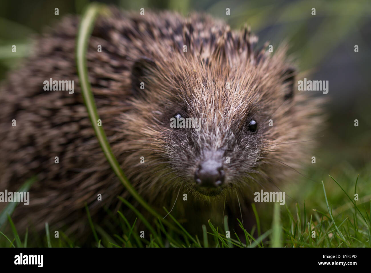 Baby igel -Fotos und -Bildmaterial in hoher Auflösung – Alamy