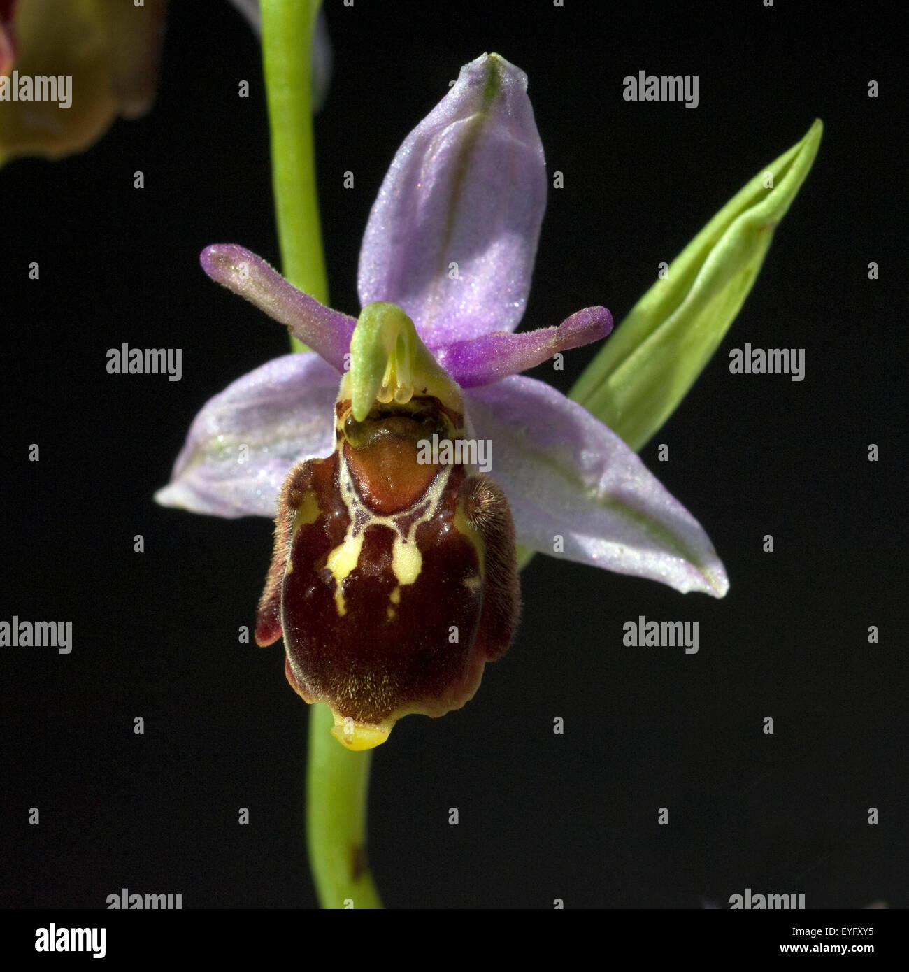 Bienenökologie-Ragwurz, Ophrys Apifera, Orchidee Stockfotografie - Alamy