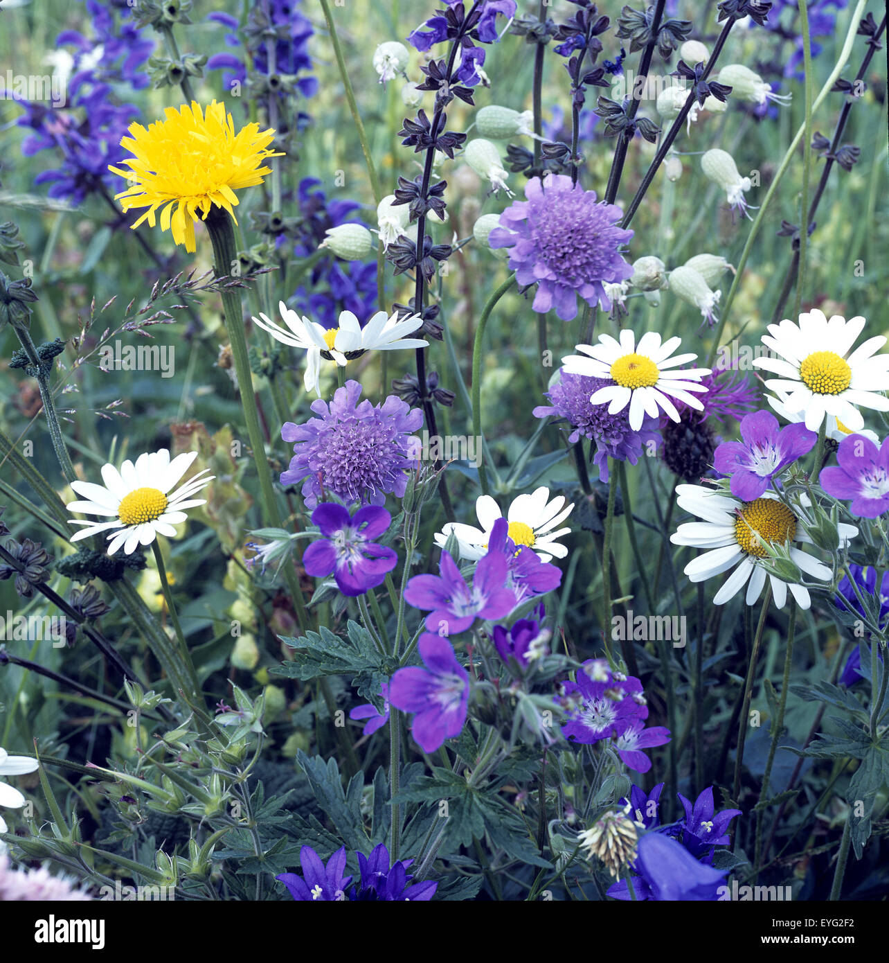 Blumenwiese Wiesenblumen Wildblumen Wiese Blumen Stockfotos ...