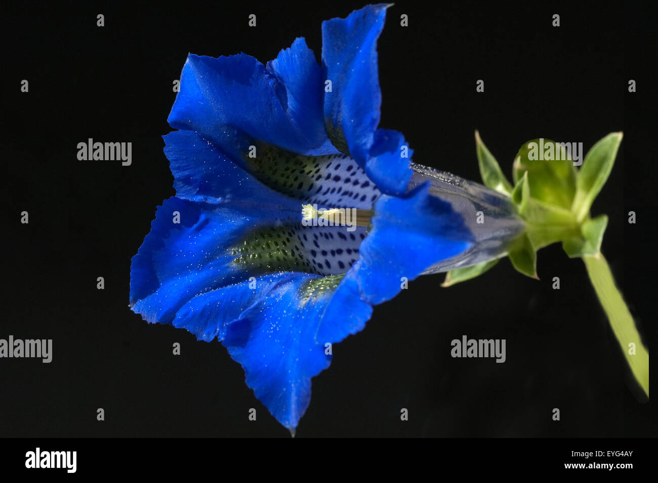 Blaue enziane -Fotos und -Bildmaterial in hoher Auflösung – Alamy